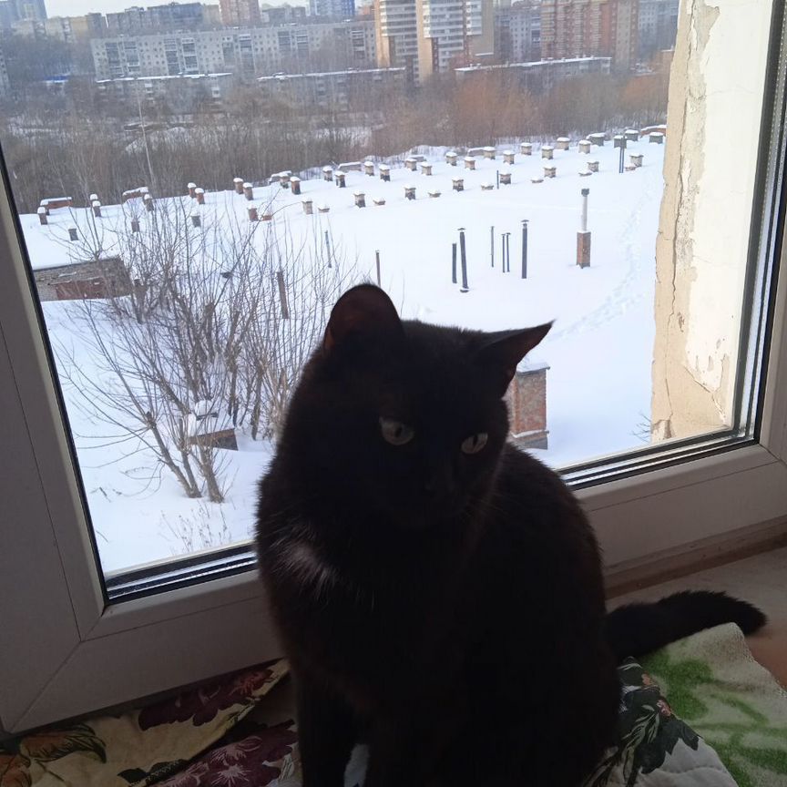 Черная кошка