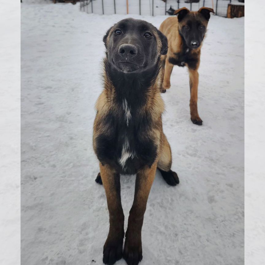 Щенки Малинуа