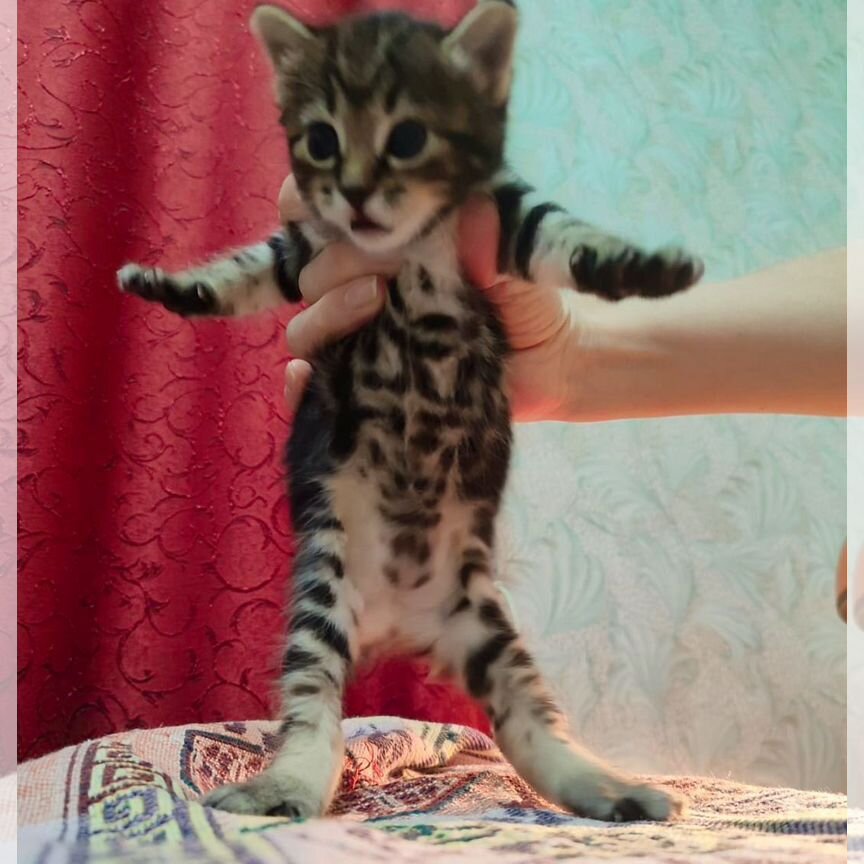 Яркие котята курильского бобтейла