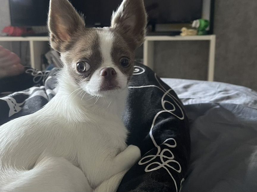 Чихуа вязка