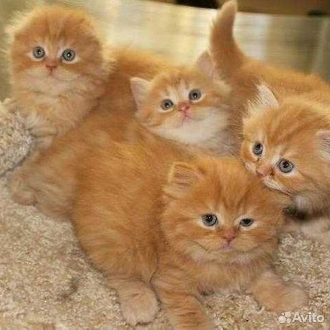 Шотландские котята Хайленд Скоттиш Страйт и Фолд