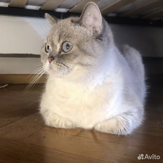 Кошка породистая британская