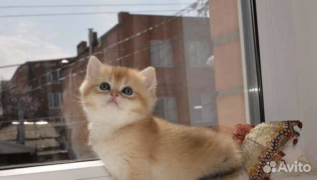 Красивые котята