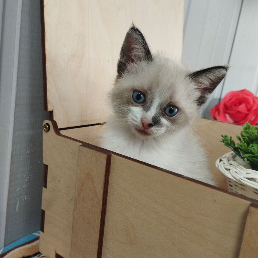 Котёнок в добрые руки