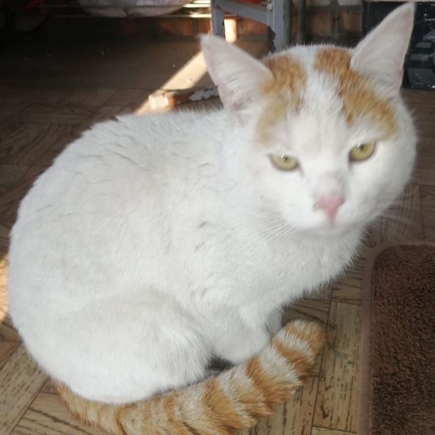 Пристраивается в добрые руки