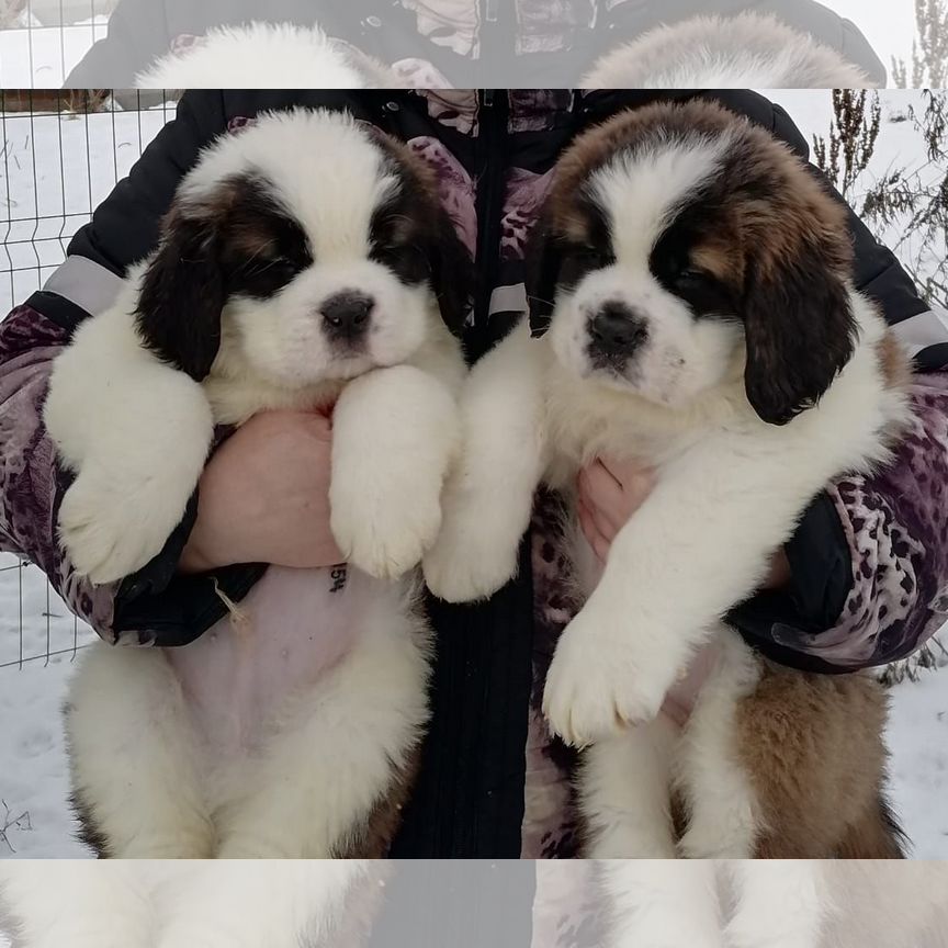 Щенки Бетховена