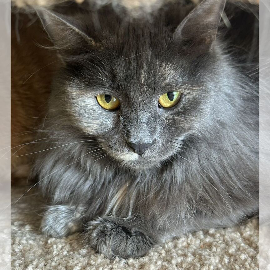 Взрослая, кошка в добрые руки