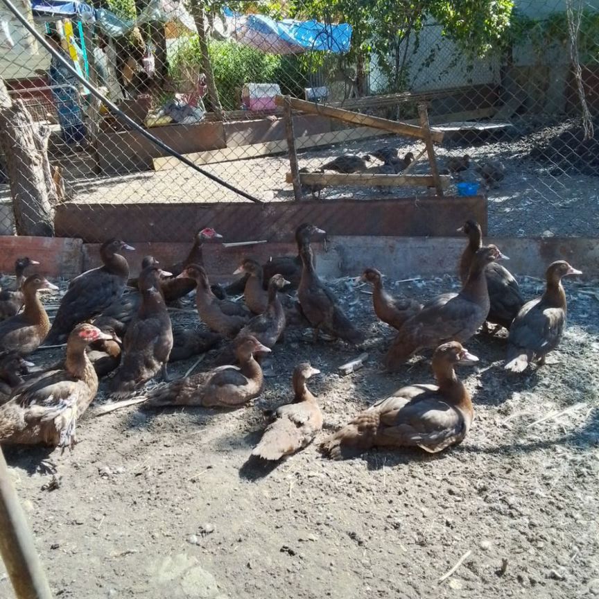 Утки индоутки тяжелой линии порода красный бык