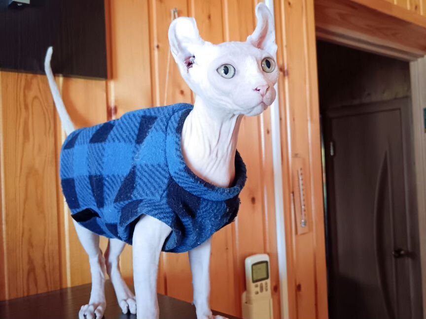 Продам кошку Эльфа