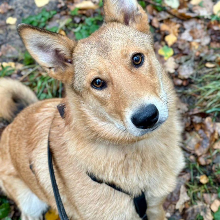 Собака в добрые руки