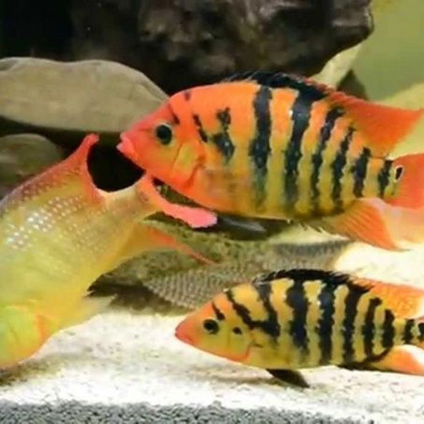 Цихлазома Феста