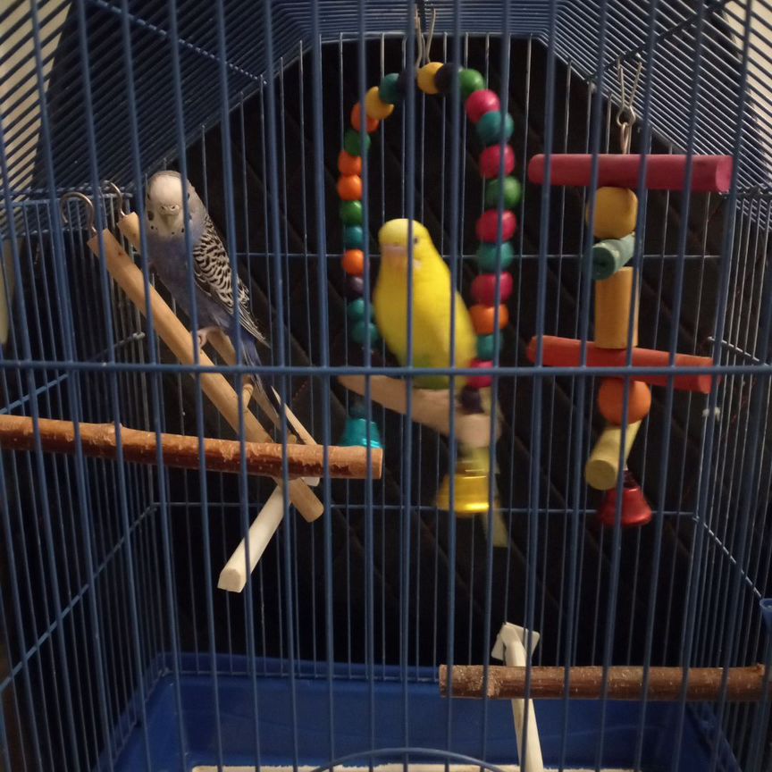 Волнистые попугаи пара, с клеткой