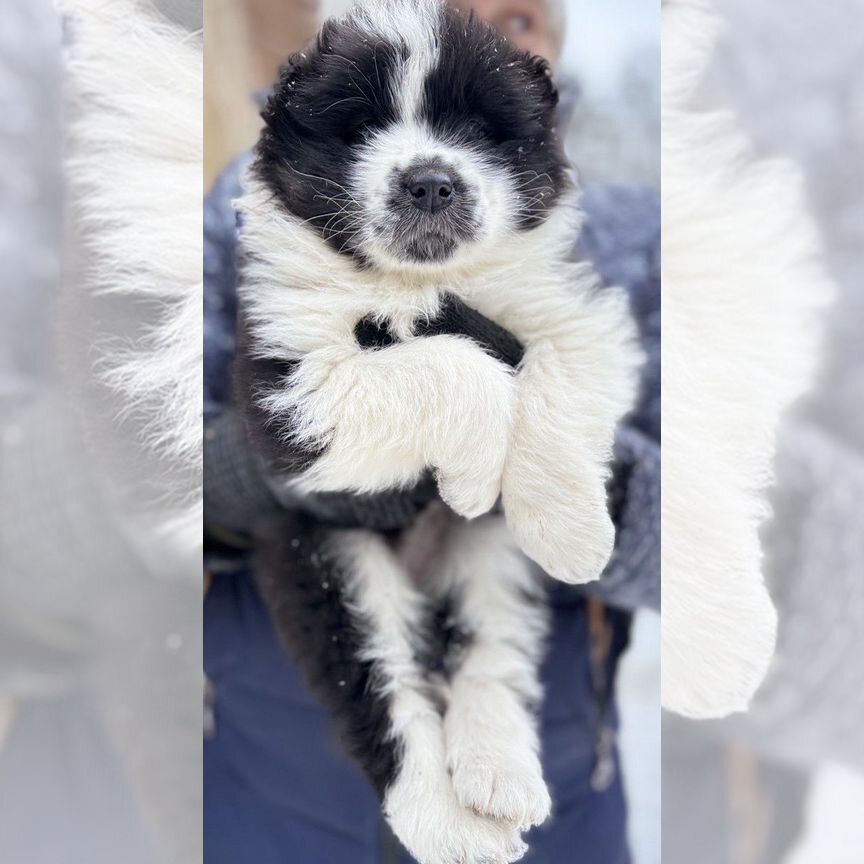 Лайка, щенок