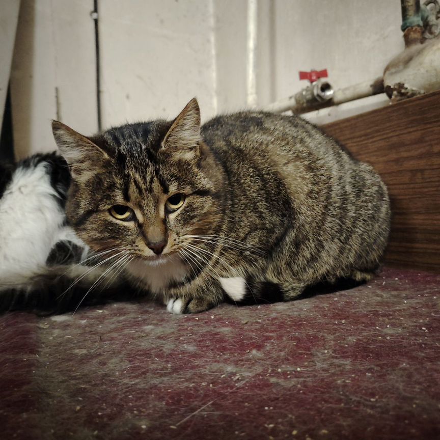Коты ищут любящих хозяев