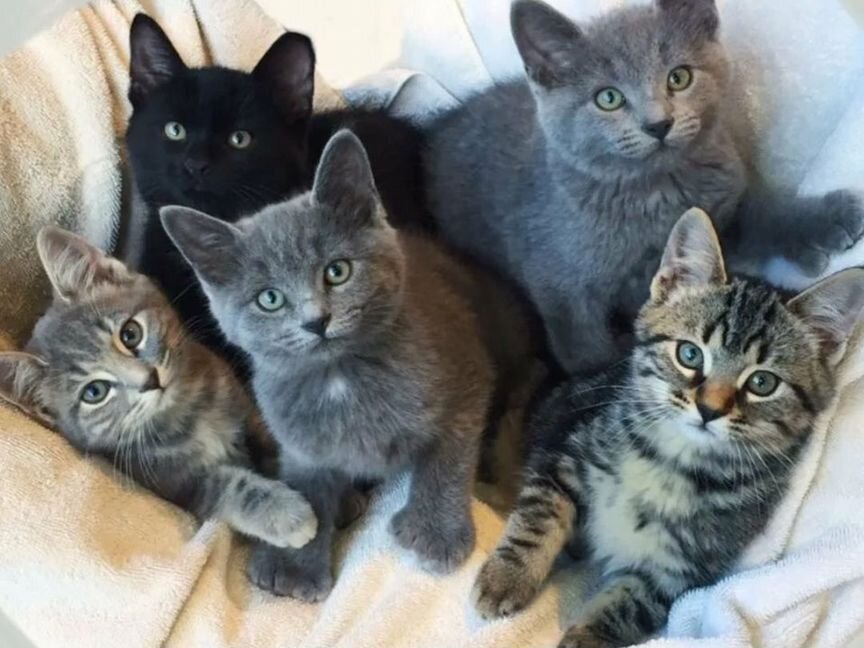 Много много разных малышей, котяток в добрые руки