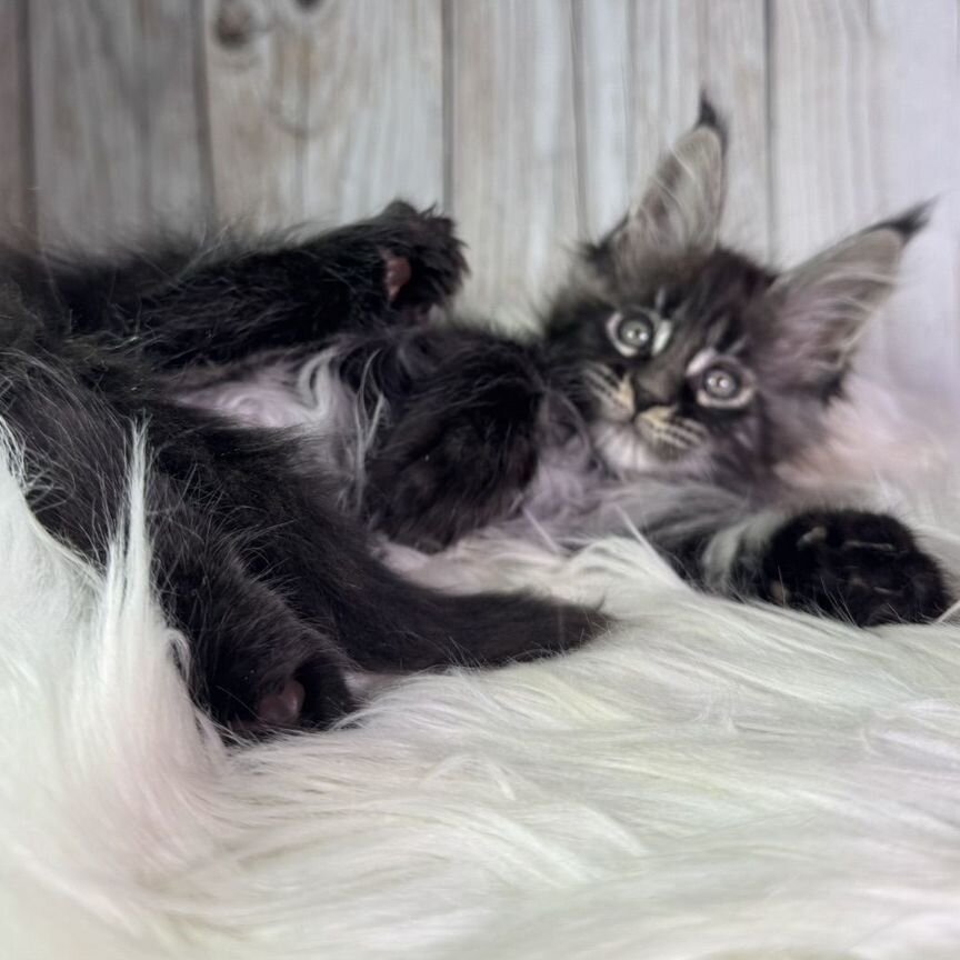 Мейн-кун котёнок