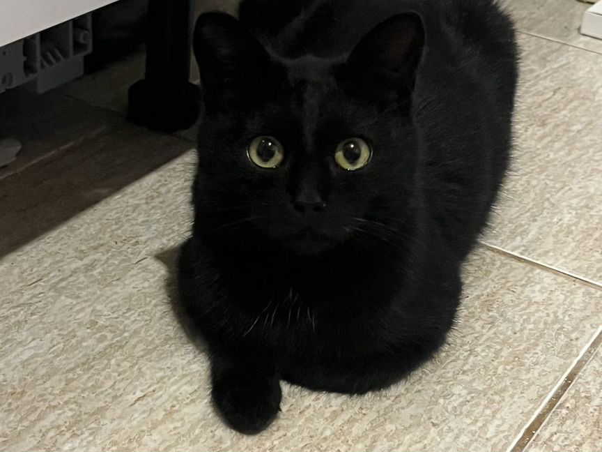 Черный котенок, Уголек