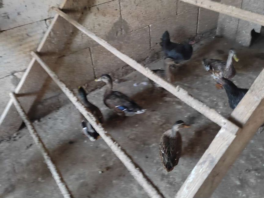 Подсадные утки