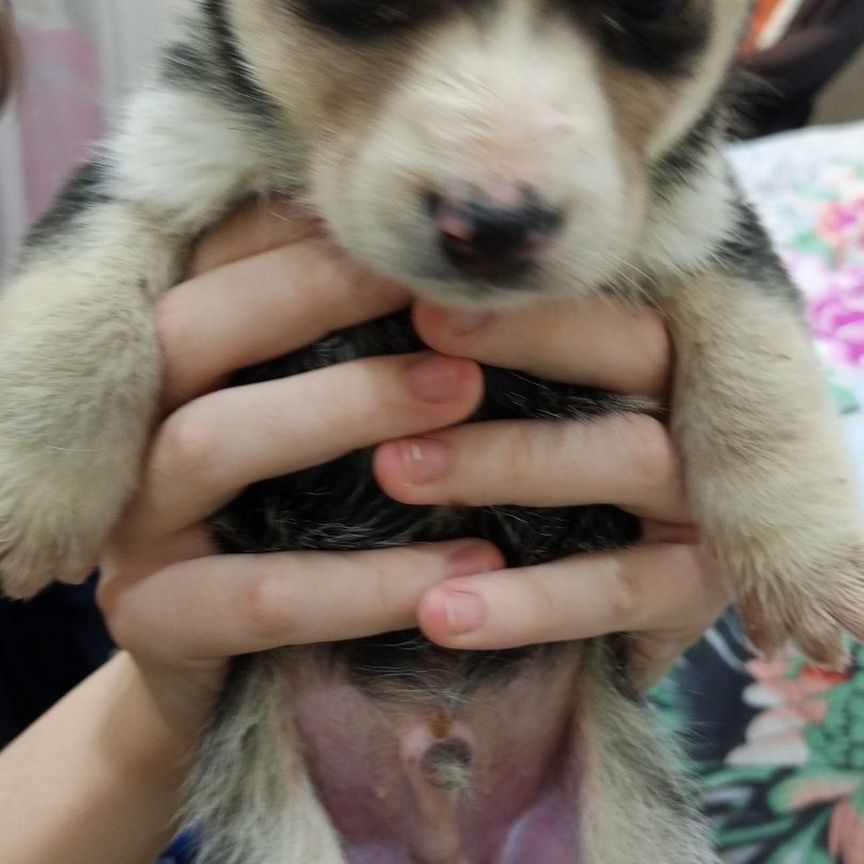 Родословный кобелек породы чистокровной дворовой