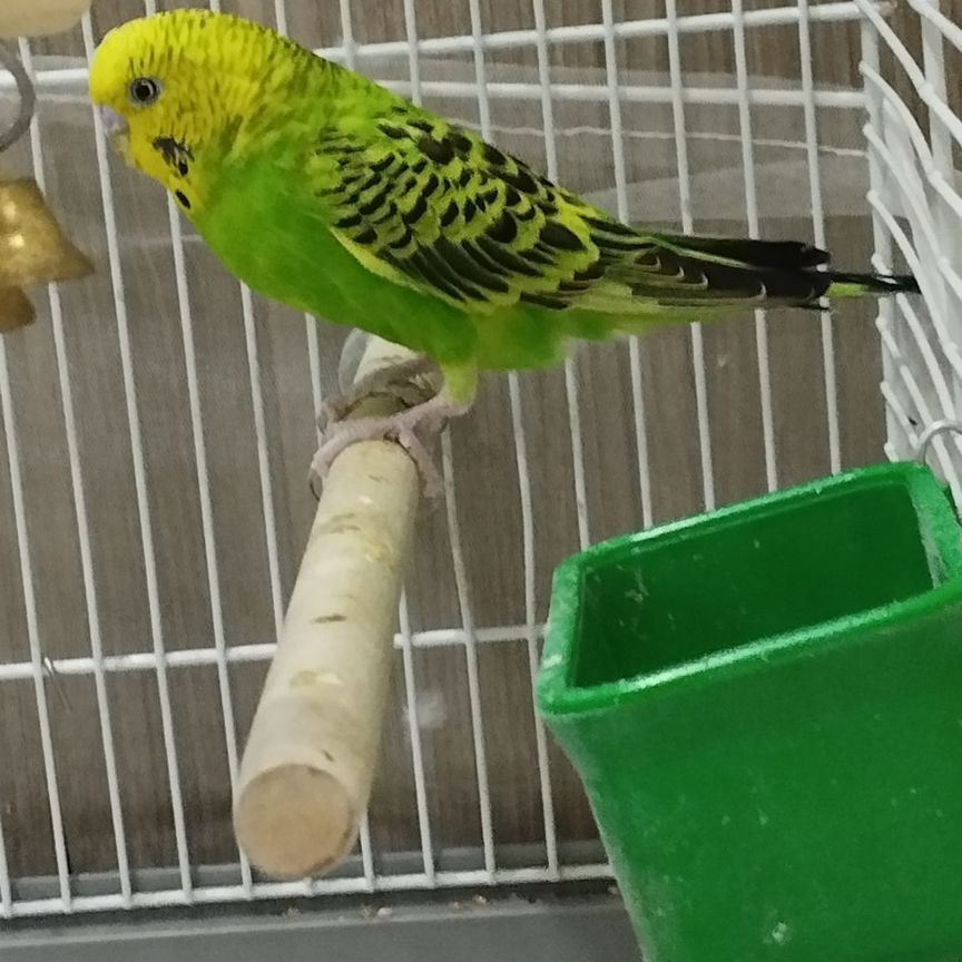 Волнистый попугай