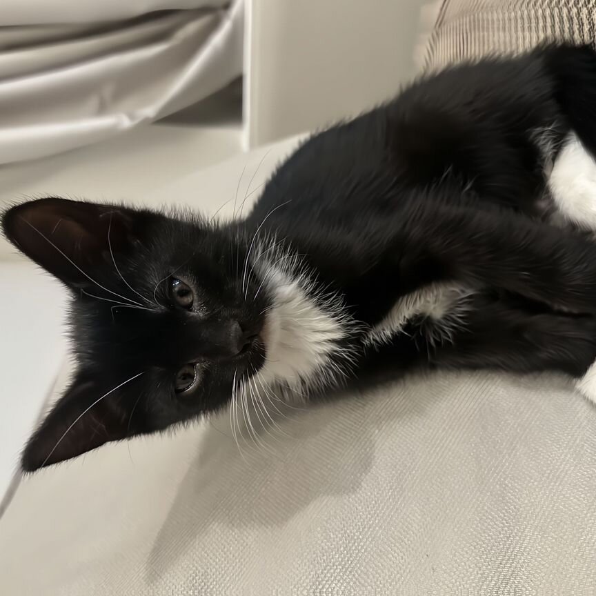 Котёнок в добрые руки