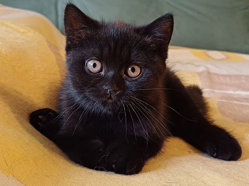 Британец черный, предпочтительно в семью с детьми