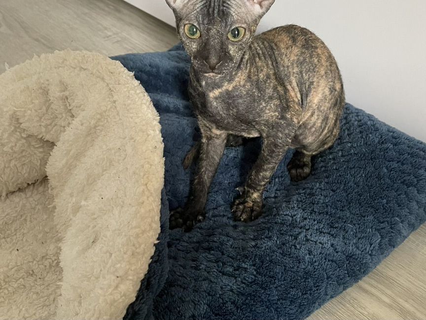 Украинский левкой