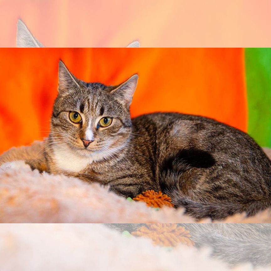 Европейский короткошёрстный кот, взрослый