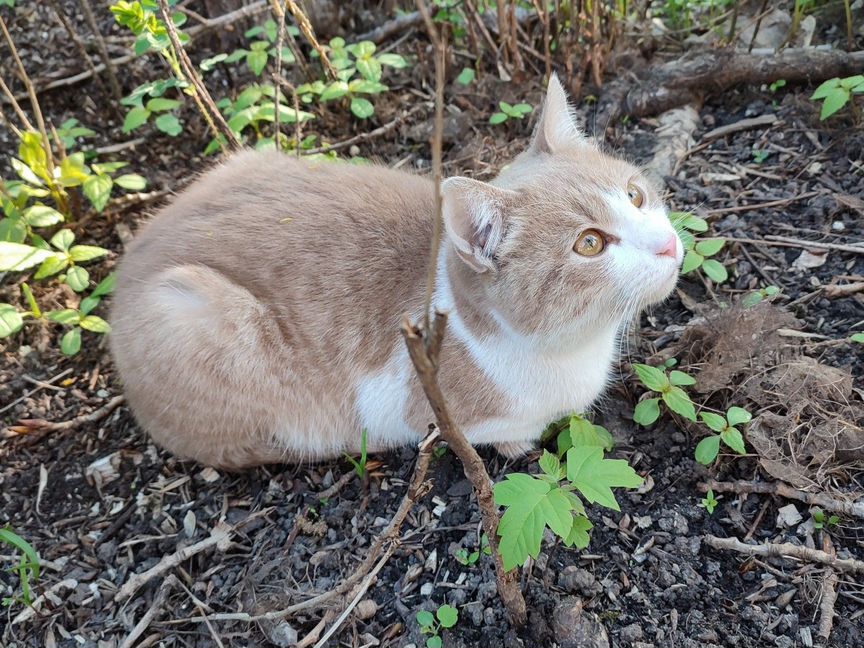 Рыжий котенок в добрые руки