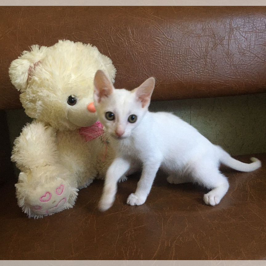 Снежок ищет дом