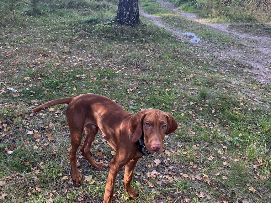 Венгерская выжла