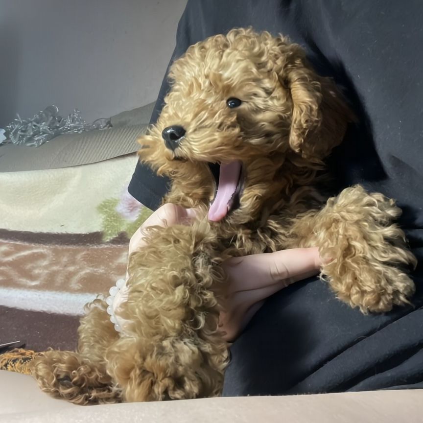 Той-пудель, щенок