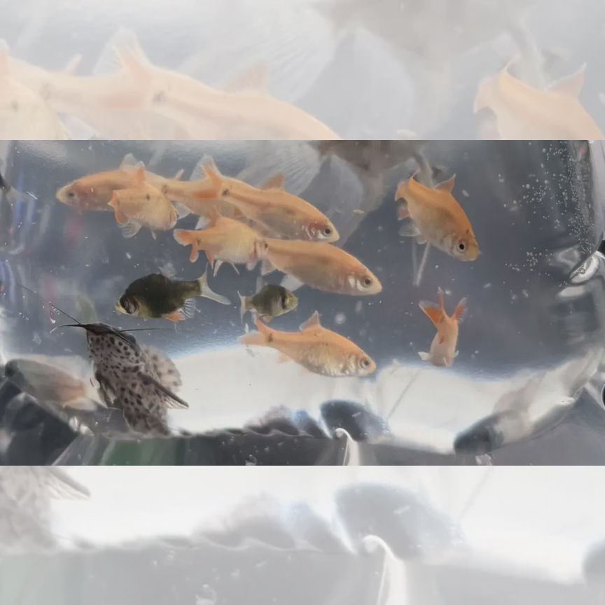 Огненные барбусы и миноры рыбки. Доставка