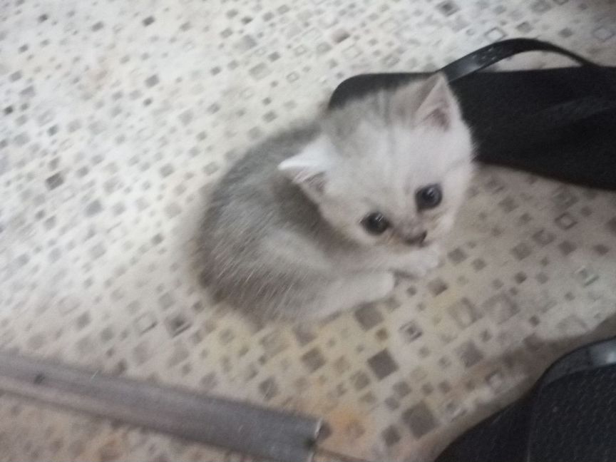 Шотландский прямоухий кот