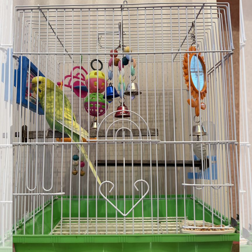 Волнистый попугай