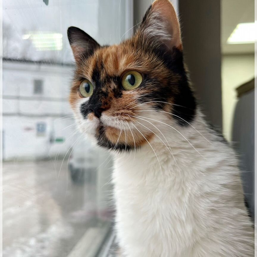 Взрослая кошка в добрые руки