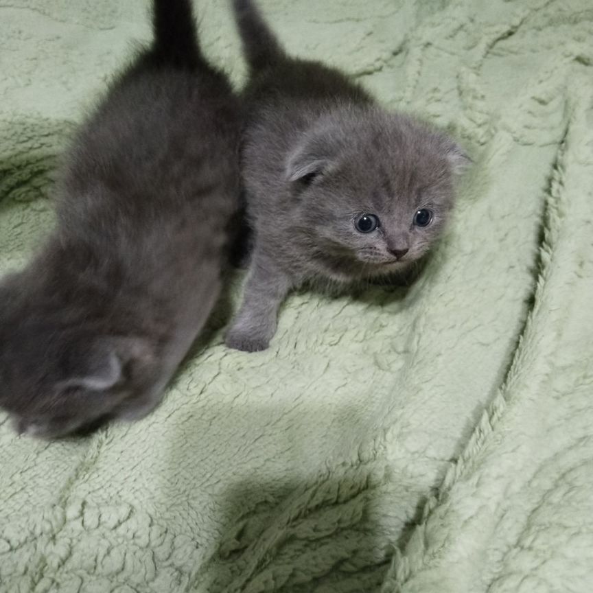 Шотландская
