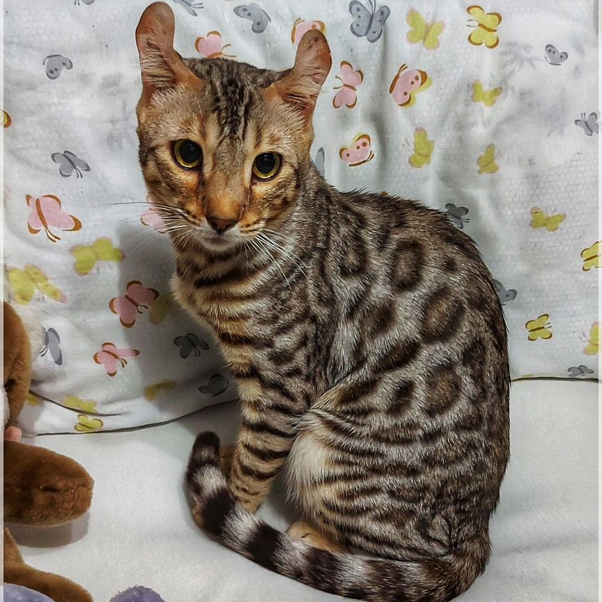 Помесь бенгала и американского кёрла