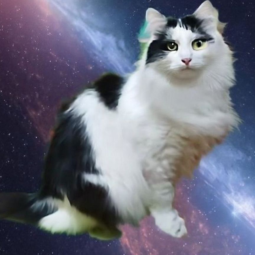 Взрослый кот в добрые руки