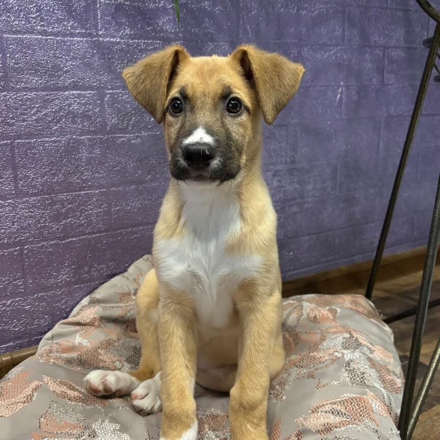 Щенок 3-3,5 месяца Дейзи в добрые руки