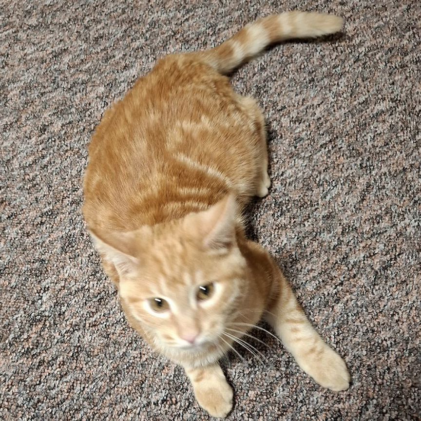 Донской сфинкс котёнок