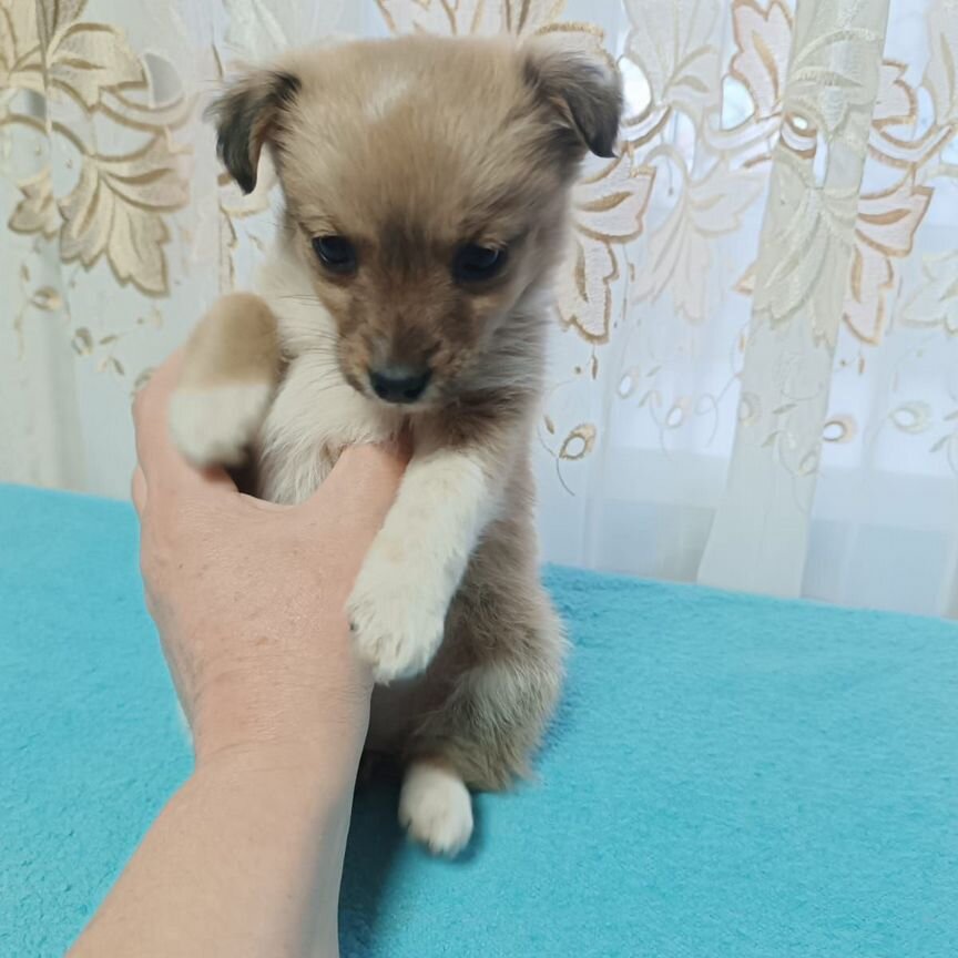 Мелкая девочка