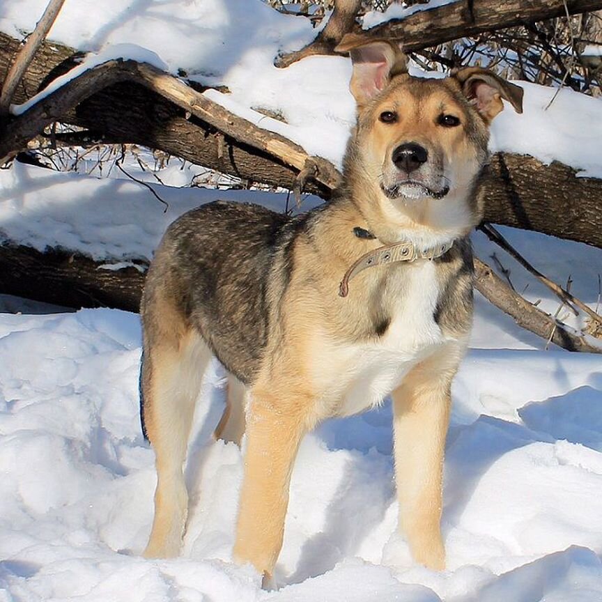 Станьте добрым хозяином счастливой собаки