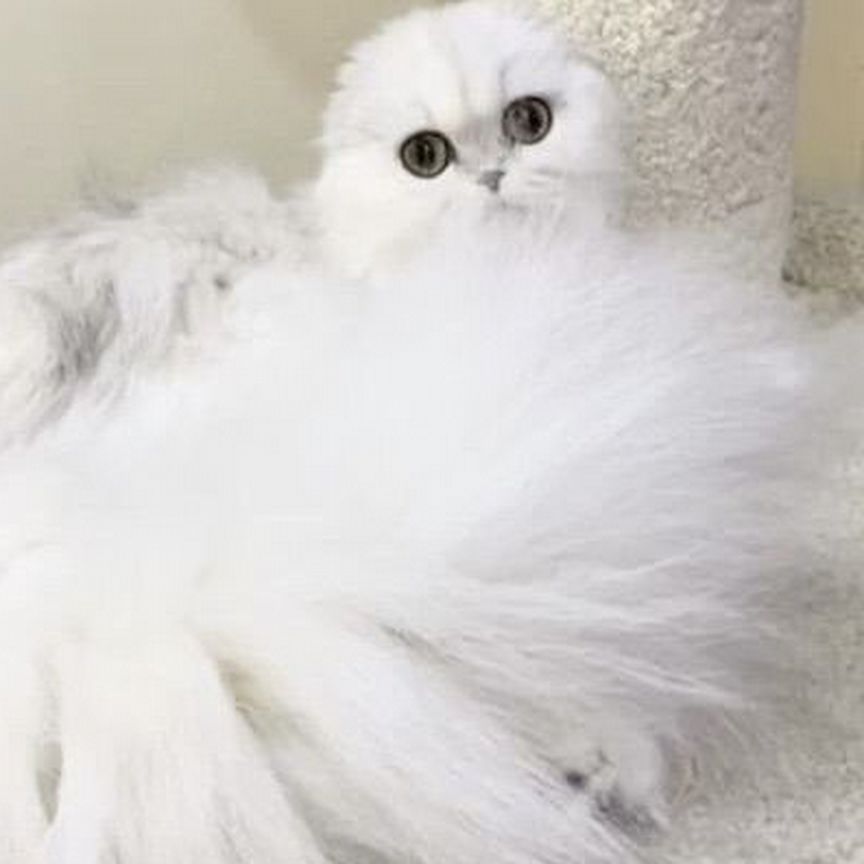 Шотландская кошка серебристая шиншилла