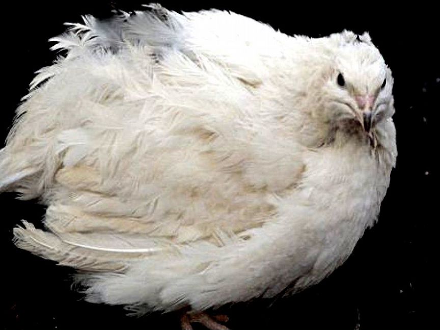 Продам несушек перепелов белых гигантов