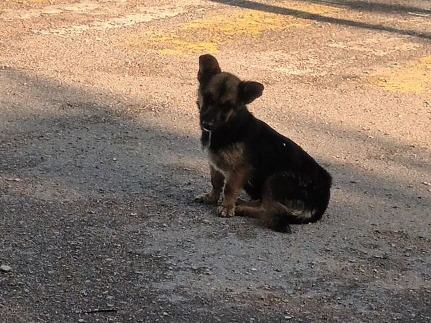 Отдам собаку в добрые руки город белебей
