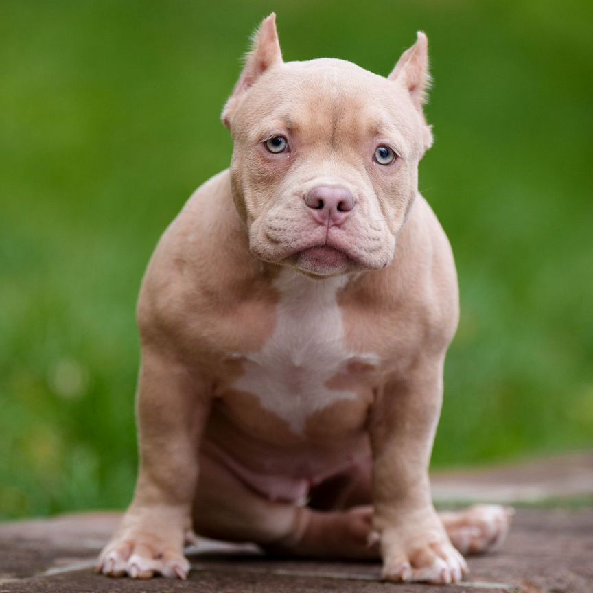 Американский булли, щенок
