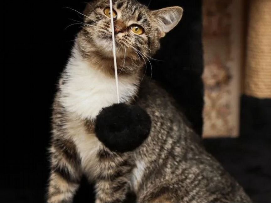 Рыся (важная рысечка) 5 мес. ищет любящий дом