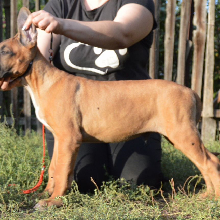 Рыжий кобель подросток с документами РКФ