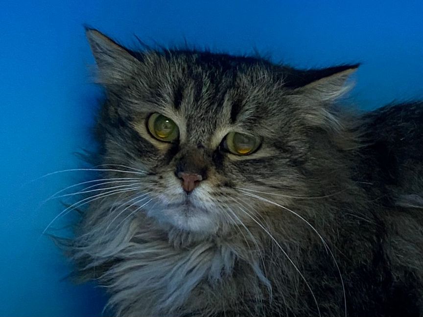 Пугляшка ищет семью